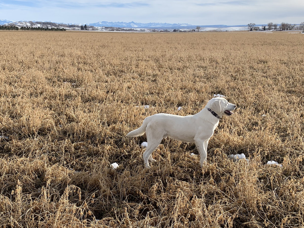 White Lab Photo Gallery | Coal Creek Labrador Retrievers