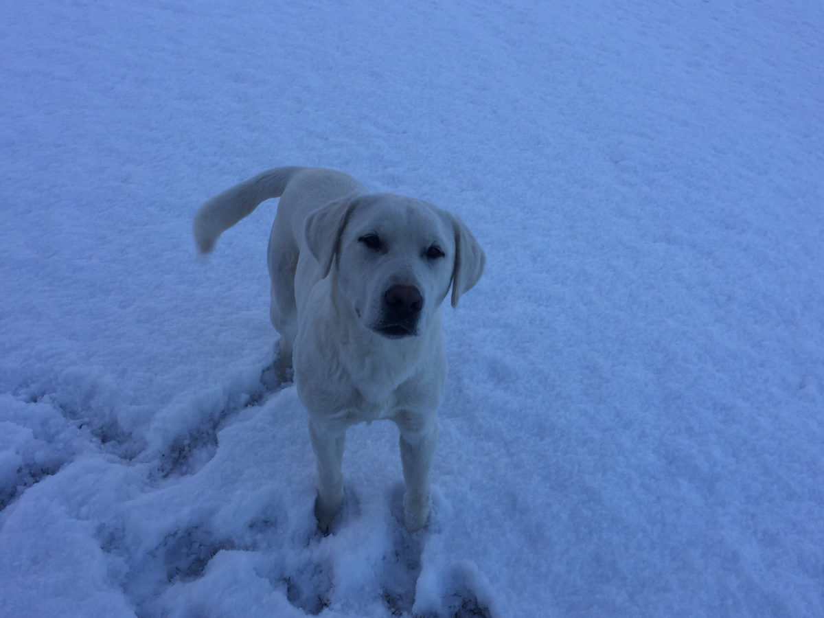 White Lab Photo Gallery | Coal Creek Labrador Retrievers