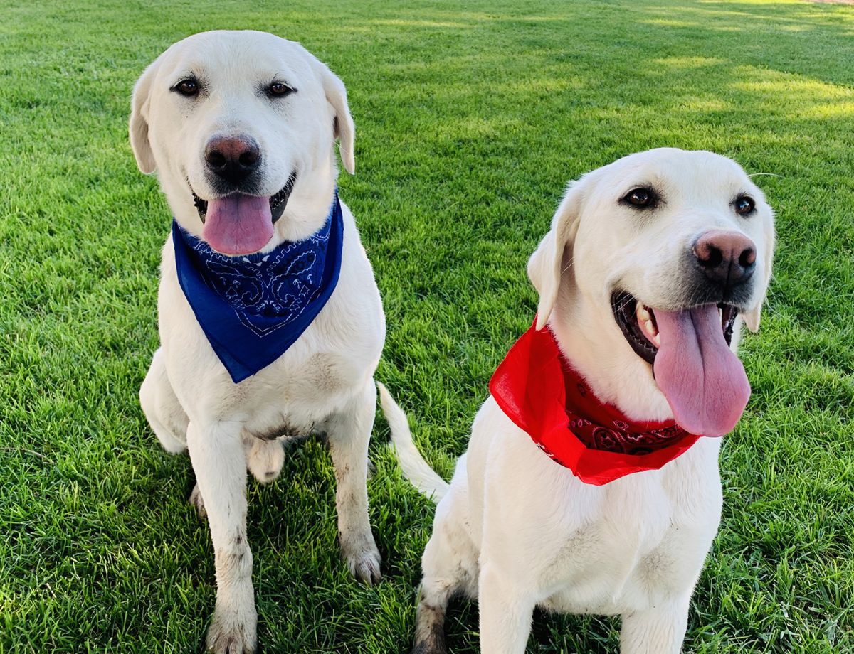 White Lab Photo Gallery | Coal Creek Labrador Retrievers