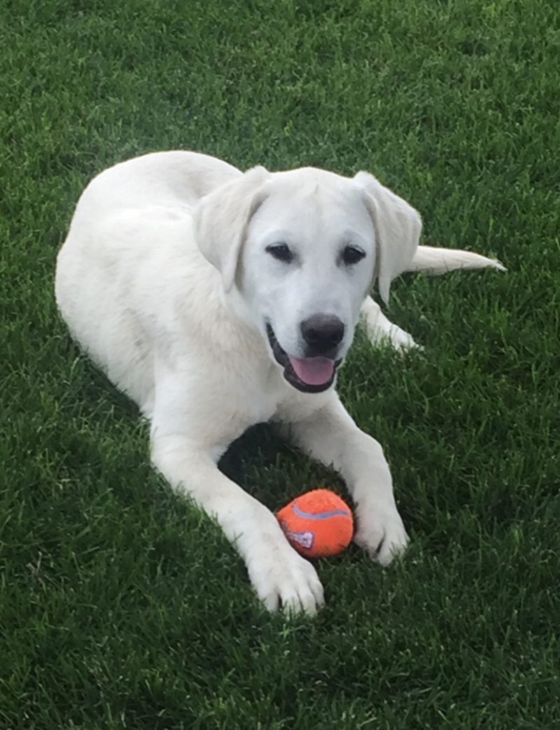 White Lab Photo Gallery | Coal Creek Labrador Retrievers