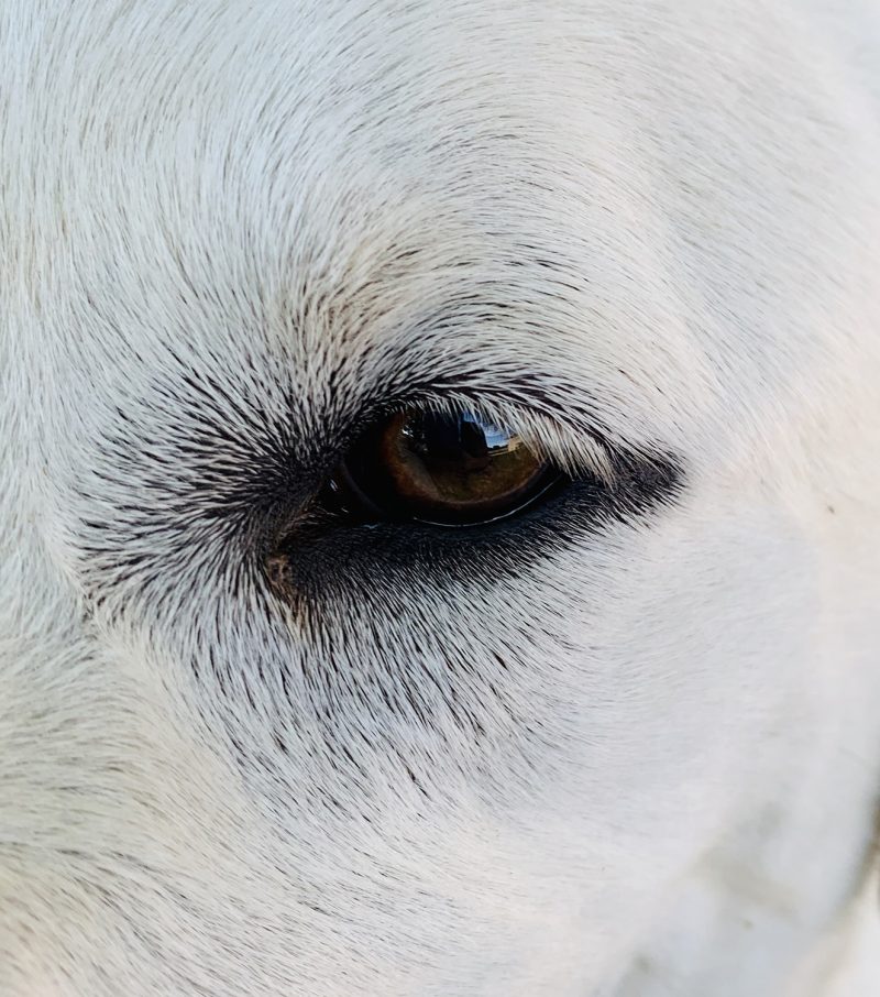 White Lab Photo Gallery | Coal Creek Labrador Retrievers