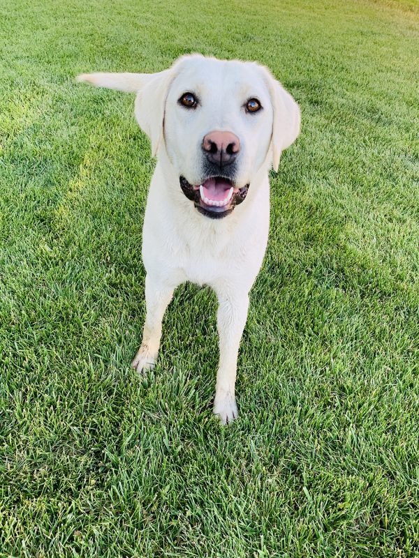 White Lab Photo Gallery | Coal Creek Labrador Retrievers