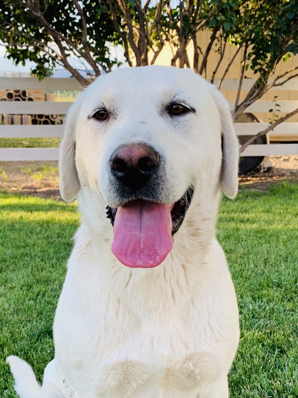 White Lab Photo Gallery | Coal Creek Labrador Retrievers