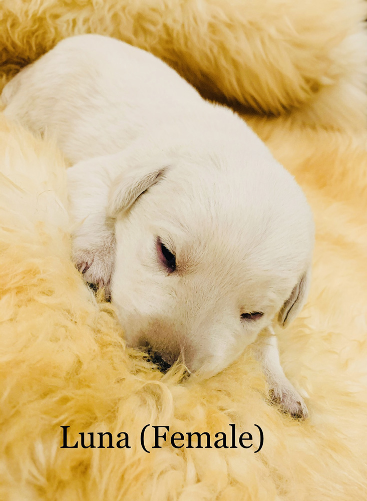 White Labrador Retriever Puppy Litters | Coal Creek Labrador Retrievers