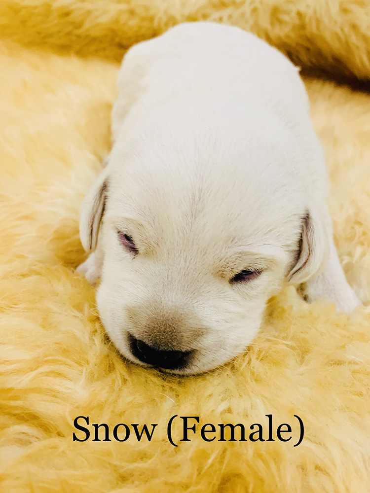 White Labrador Retriever Puppy Litters | Coal Creek Labrador Retrievers