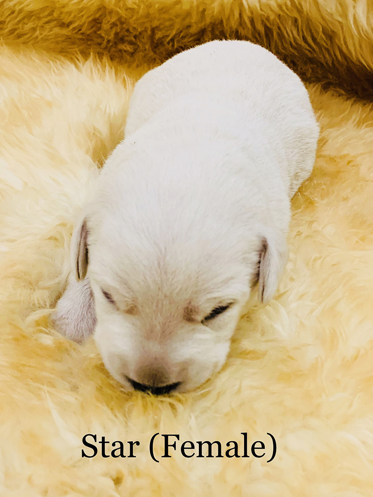 White Labrador Retriever Puppy Litters | Coal Creek Labrador Retrievers