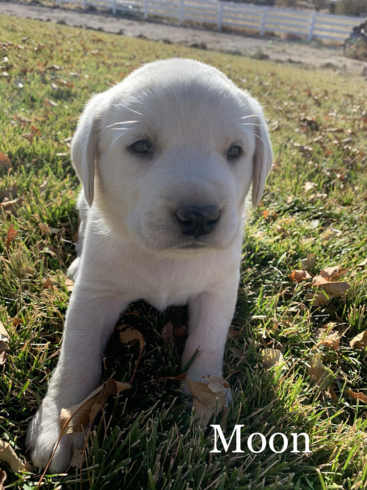 White Labrador Retriever Puppy Litters | Coal Creek Labrador Retrievers