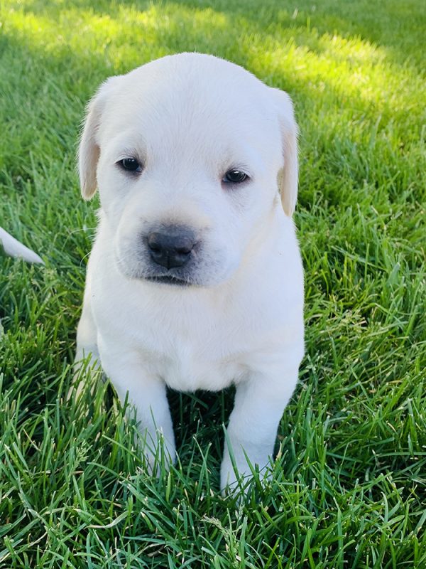 White Labrador Retriever Puppy Litters | Coal Creek Labrador Retrievers
