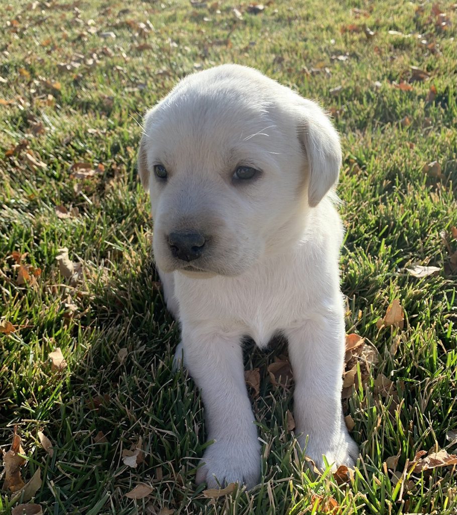 White Labrador Retriever Puppy Litters | Coal Creek Labrador Retrievers
