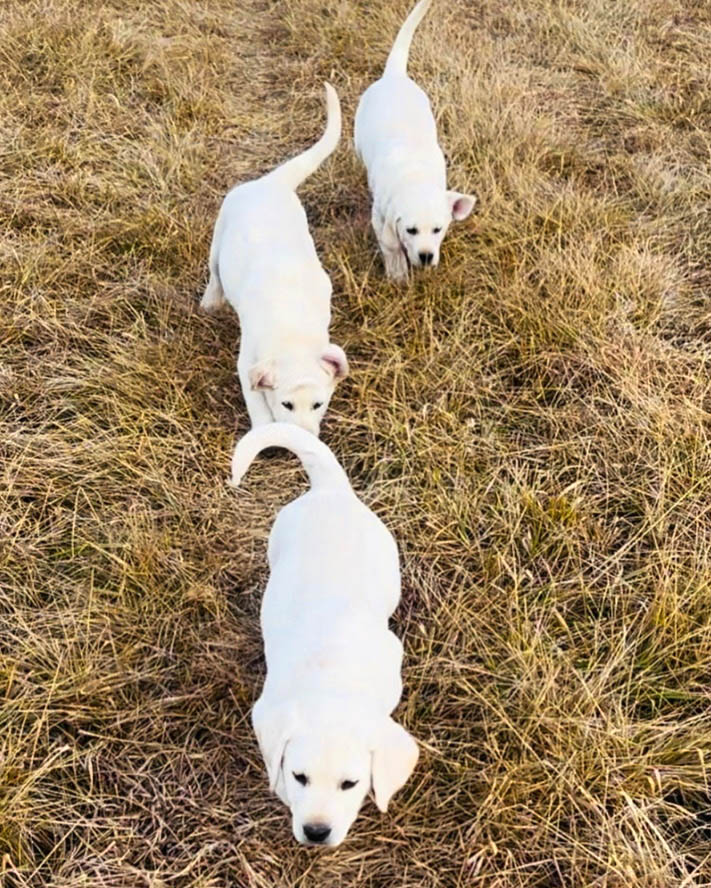 Coal Creek Labrador Retrievers | White Lab Dog Breeder